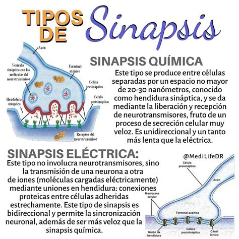 Pin De Angela Maria Guidoni Nasciment En Saude Sinapsis Química