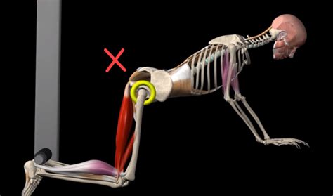 Nordic Hamstring Curl Anatomy Artofit