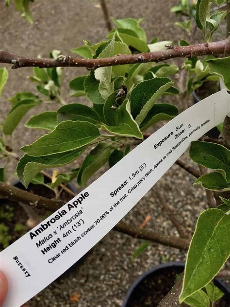 How Tall Do Apple Trees Grow 🍎 📏 Gauging Their Growth From Sapling To Maturity