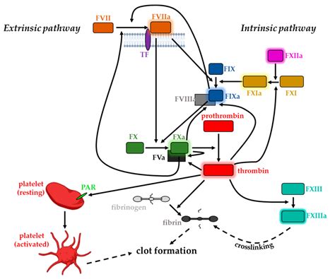 Schematic Overview Of The Coagulation Cascade Extrinsic Pathway Is Download Scientific Diagram