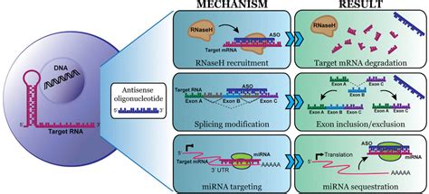 Antisense Oligonucleotide Service Doccheck