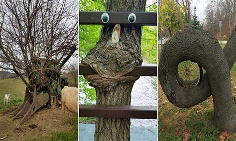 Pictures Shows Amazing Examples Of Trees Growing Over Other Objects