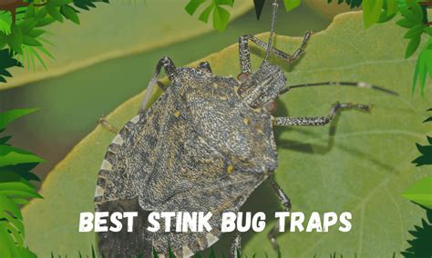 The 5 Best Stink Bug Traps For 2020 And Their Reviews