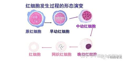红细胞：人体免疫的新晋哨兵 知乎