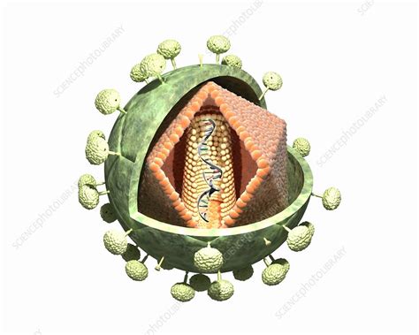 Hiv Particle Illustration Stock Image C052 3465 Science Photo Library