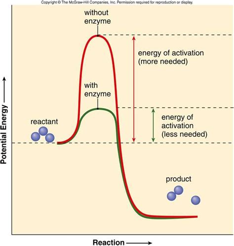 Unveiling The Hidden Pathways The Enzyme Activation Energy Diagram