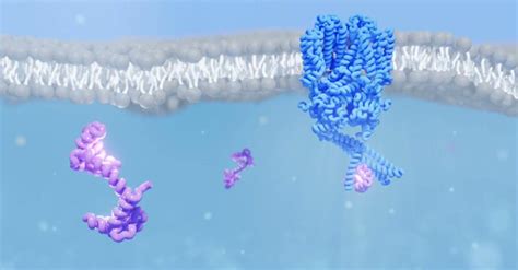 Nat Biotechnol 从一般蛋白质语言模型中高效进化人类抗体 知乎