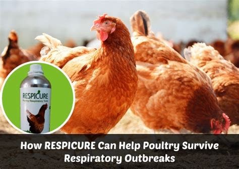How Respicure Can Help Poultry Survive Respiratory Outbreaks Best Veterinary Medicine