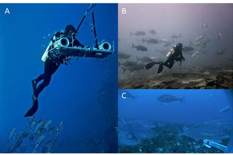 5 Examples Of Predator Attraction Behaviors A School Of Caranx
