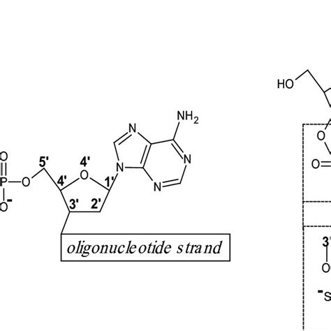 Pdf The Influence Of The Phosphorothioate Diester Bond On The Dna Oxidation Process