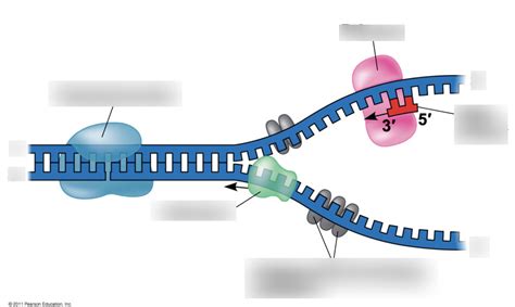 Dna Replication Diagram Diagram Quizlet