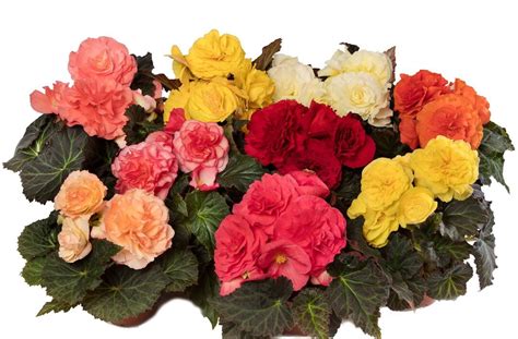 Begonia Seeds Begonia Limitless® Mix Trailing Begonia