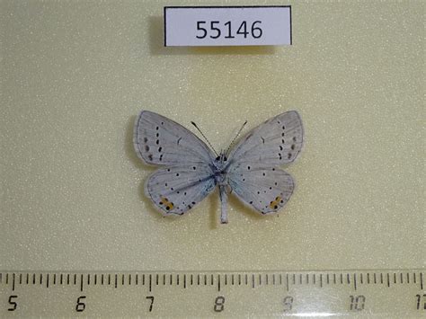 Lycaenidae Everes Argiades Krasnoyarsk Reg Fareastinsects