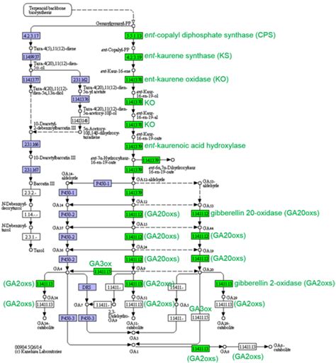 Gibberellin Ga Biosynthesis Pathway Gas Are Synthesised Using