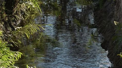 Monilophyta Bilder Bläddra Bland 61 Stockfoton Vektorer Och Videor