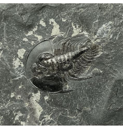Fossils For Sale Fossils Rare Upper Cambrian Trilobite From Newfoundland Canada