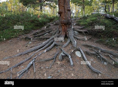 Pine Tree Root System