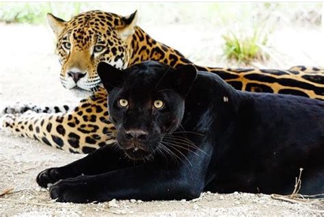 Black Jaguars Majestic Big Cats