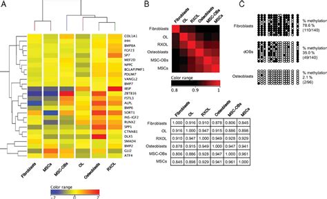 Direct Conversion Of Human Fibroblasts Into Functional Osteoblasts By Defined Factors Pnas