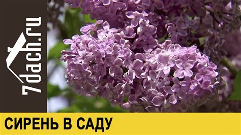 СИРЕНЬ: красота и польза в саду - 7 дач - YouTube