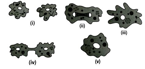 Binary Fission Amoeba
