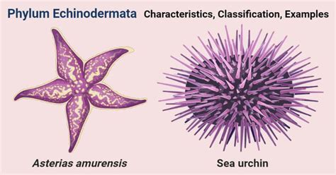 Phylum Echinodermata Characteristics Classification Examples How