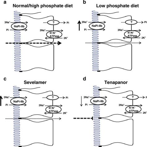 Potential Adaptations In Intestinal Phosphate Absorption In Response To