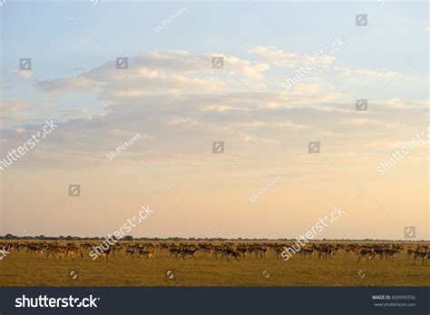 20 Bangweulu Wetlands Images, Stock Photos & Vectors | Shutterstock