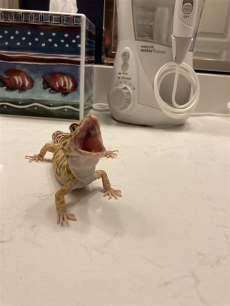 Bleh Lizards
