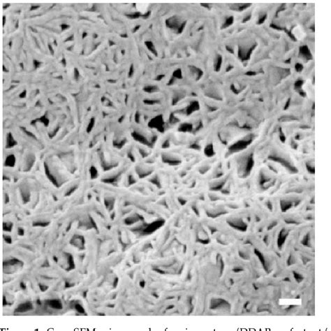 Figure 1 From Nafion New And Old Insights Into Structure And Function
