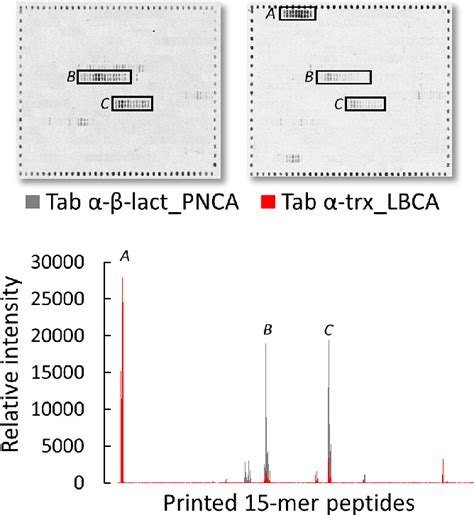 Fine Mapping Of Linear Epitopes Recognized By Anti Ancestral Download Scientific Diagram