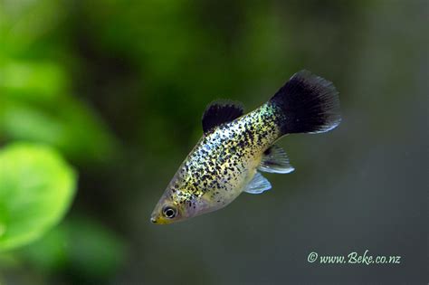 Xiphophorus Maculatus Akvaristika I Teraristika