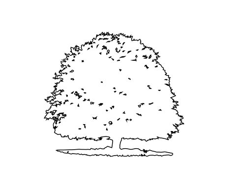 Tree Outline Svg Tree Clipart Tree Vector Tree Clipart Etsy