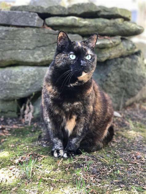 Tortoiseshell Cat Breed Information Images Characteristics Health