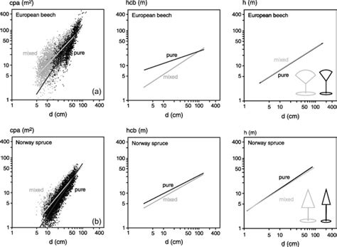 Crown Allometry Of A European Beech And B Norway Spruce In Download Scientific Diagram