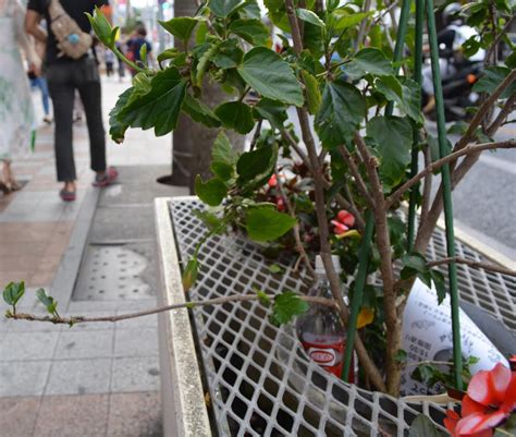 Okinawa Grapples With Mounting Garbage Water Supply Dilemma Amid Record Tourist Numbers The