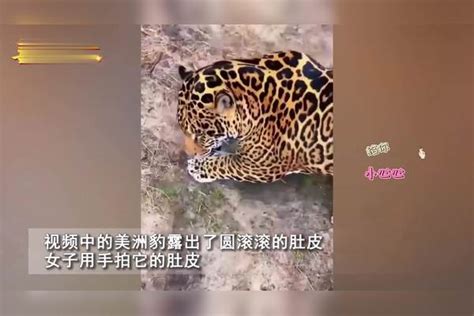 国外女子用第一视角撸美洲豹，豹子肚皮被拍的啪啪作响：不能模仿肚皮美洲豹豹子
