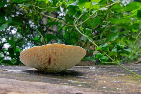 Fungus On Tree Trunk Stock Image Image Of Kolkata Botany 174778775