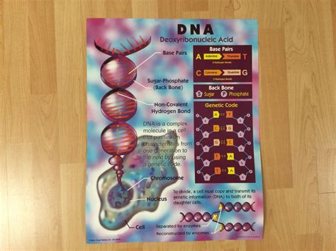 Dna Chart School Spot