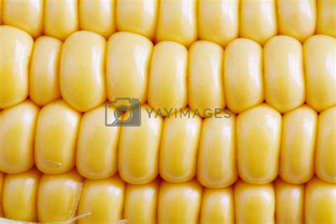 Corn Texture Background By Dolnikow Vectors Illustrations With Unlimited Downloads Yayimages