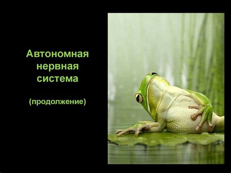 Автономная нервная система вегетативная висцеральная Парасимпатический отдел презентация