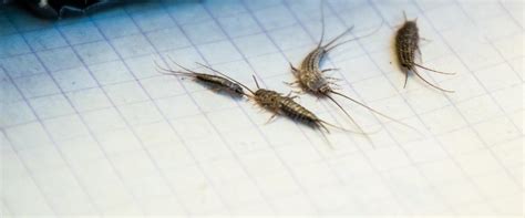 How To Identify Silverfish Faqs About Silverfish