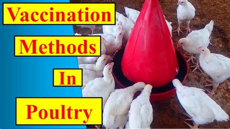 Vaccination Methods In Poultry Vaccine Administration Technique Chicken Vaccination