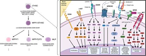 Hematopoietic Stem Cells Markers