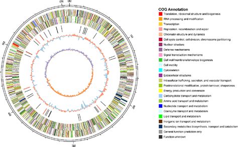 Genomic Circle Map Of Pseudomonas Sivasensis W 6 The Outermost Circle Download Scientific