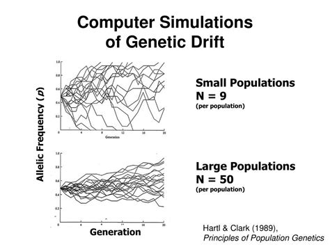 Ppt Genetic Drift Powerpoint Presentation Free Download Id 4193705