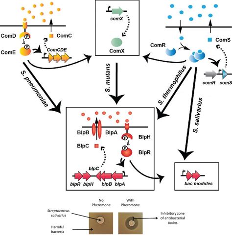 History Syngulon Bacteriocin Based Technologies