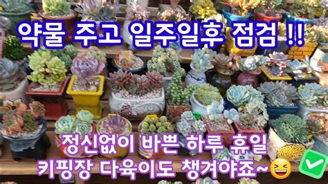 아무리 바빠도 키핑장 다육이 점검도 해요😂몸은 하나고 하루가 짧아용~🌺 Youtube