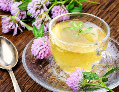 How To Make Red Clover Root Tea 2 Red Clover Root Uses
