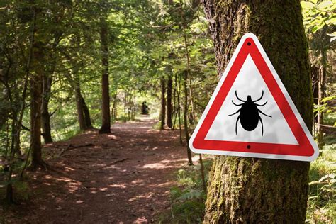 Tick Borne Encephalitis Virus In The Uk What It Is And How To Protect